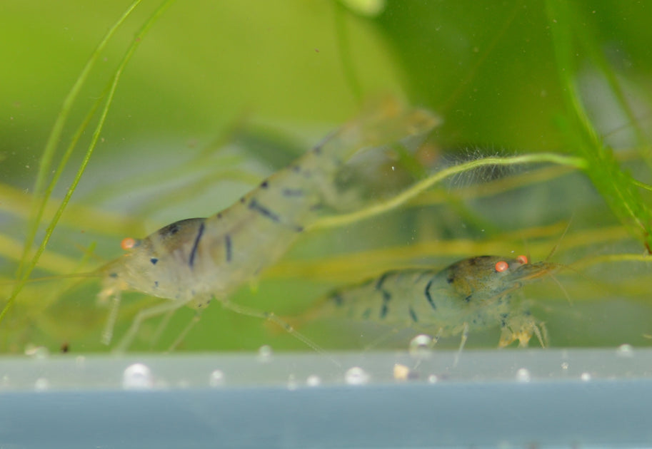 Orange Eye Blue/Blonde Tiger (OEBT) Bee Shrimp | Seven Fishes