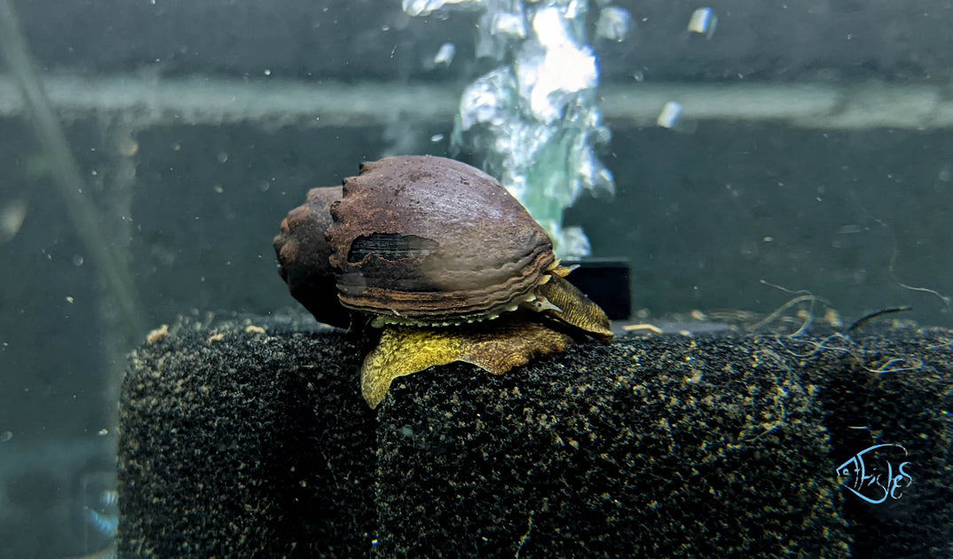 Spiky Marsh Snail | Seven Fishes