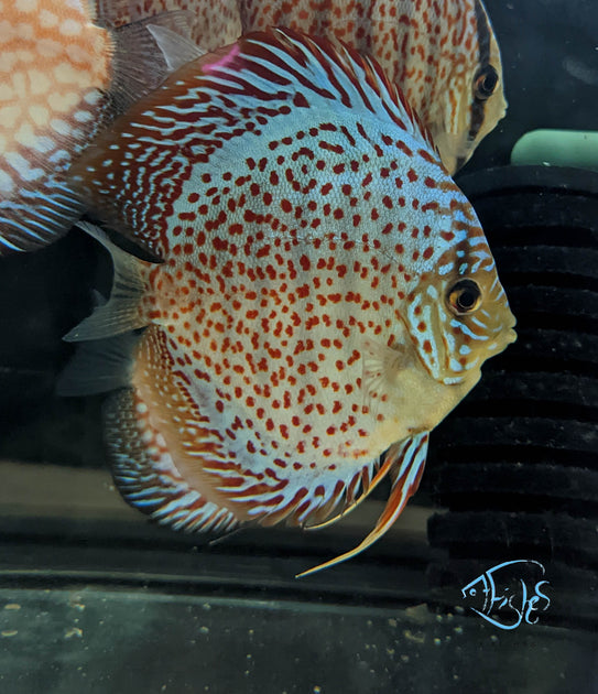 Spotted Leopard Discus | Seven Fishes