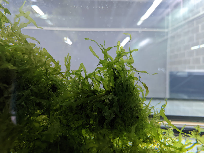 Subwassertang Moss | Seven Fishes